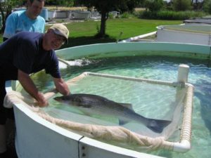 Pond and Lake Stocking - Professional Aquaculture Services