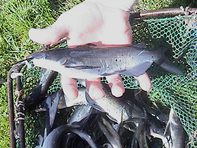 Pond and Lake Stocking - Professional Aquaculture Services